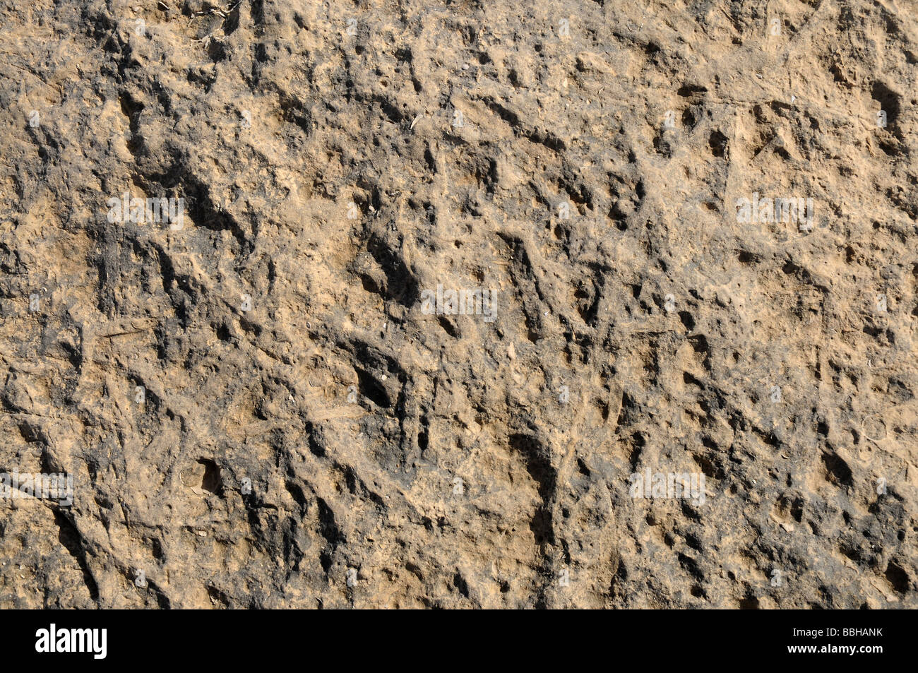 Dried up surface of a salt pan Stock Photo - Alamy