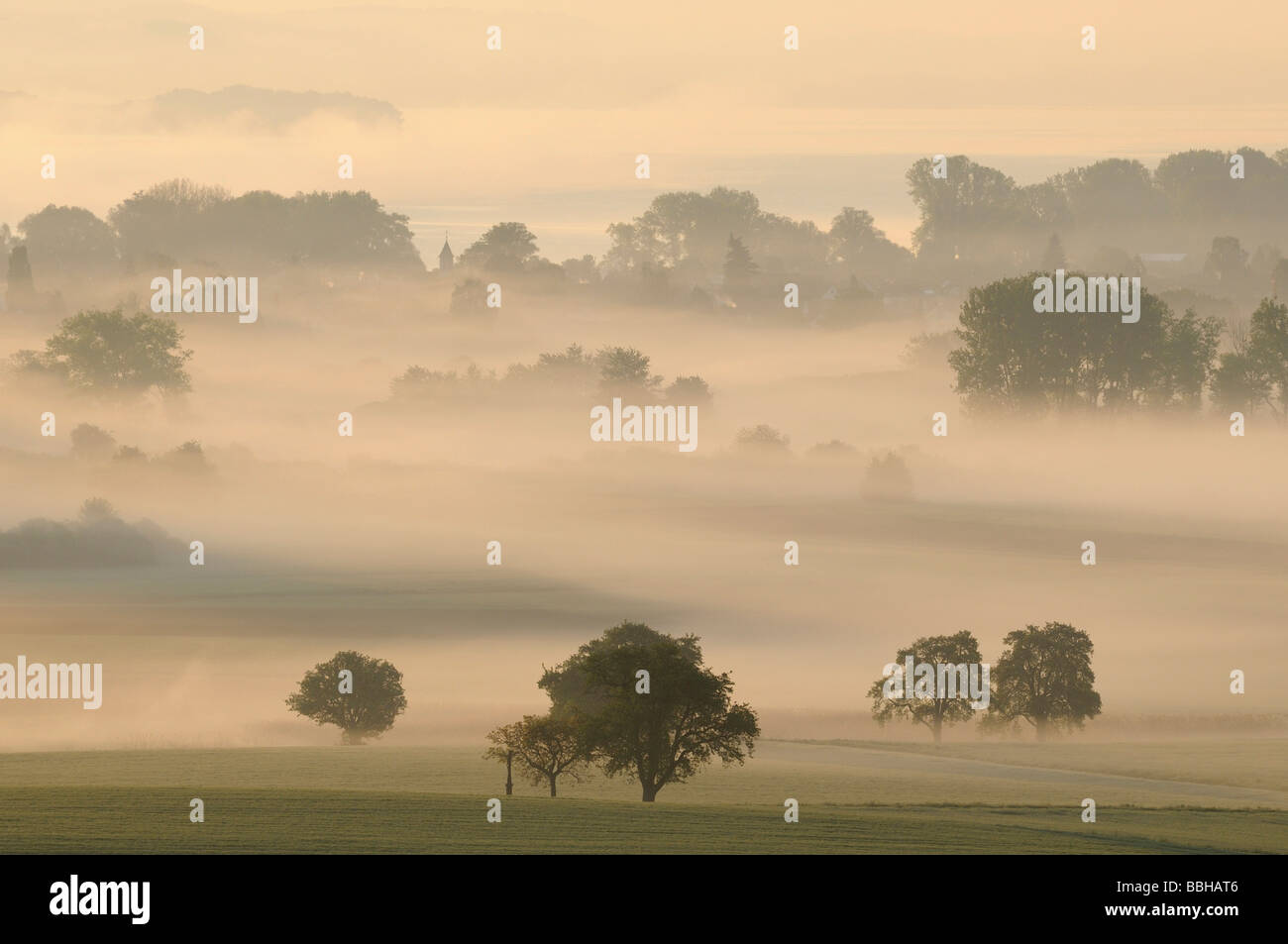 Morning mist in Radolfzeller Aachried, county of Constance, Baden ...