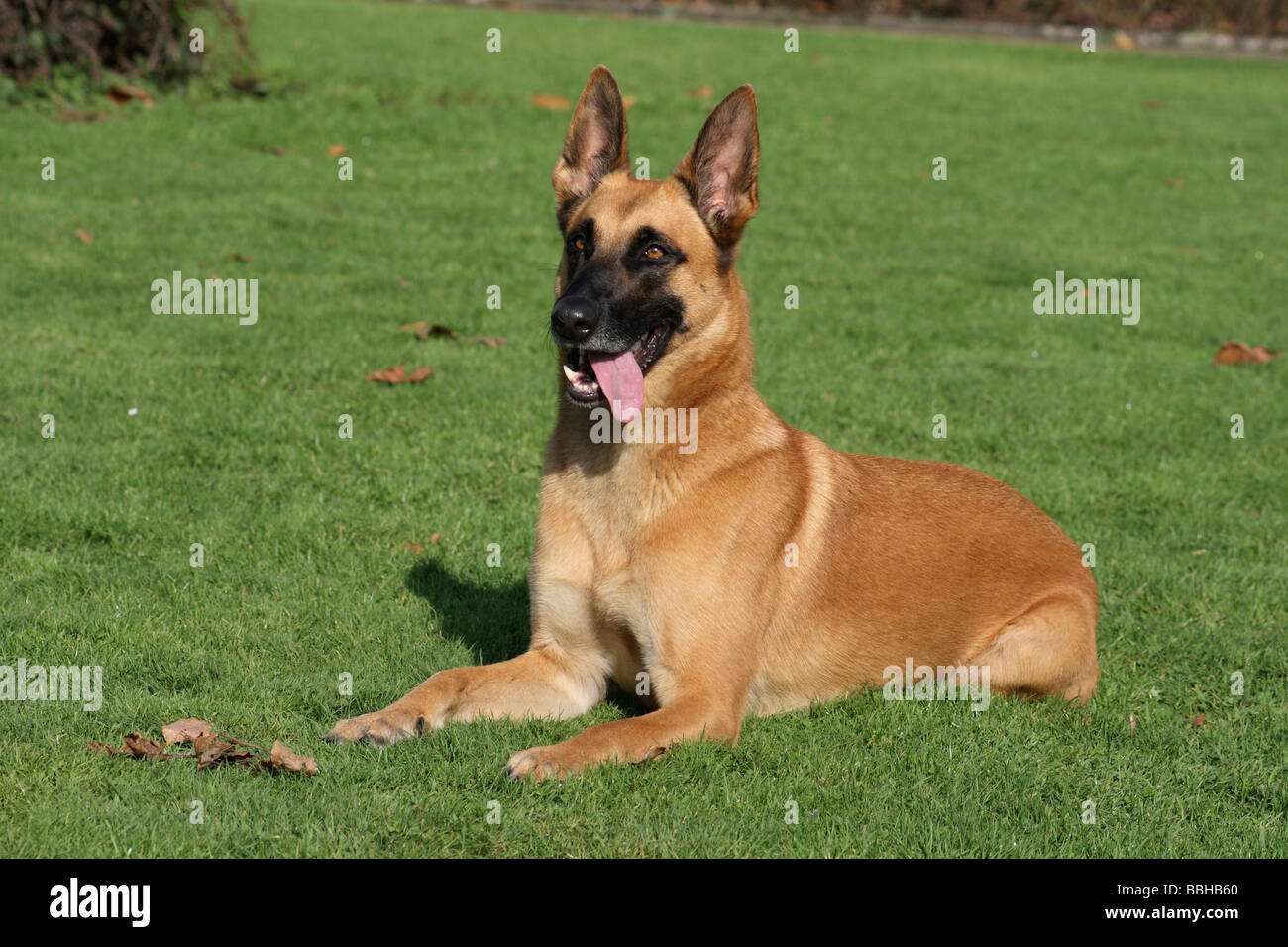 Malinois lying on a meadow Stock Photo - Alamy