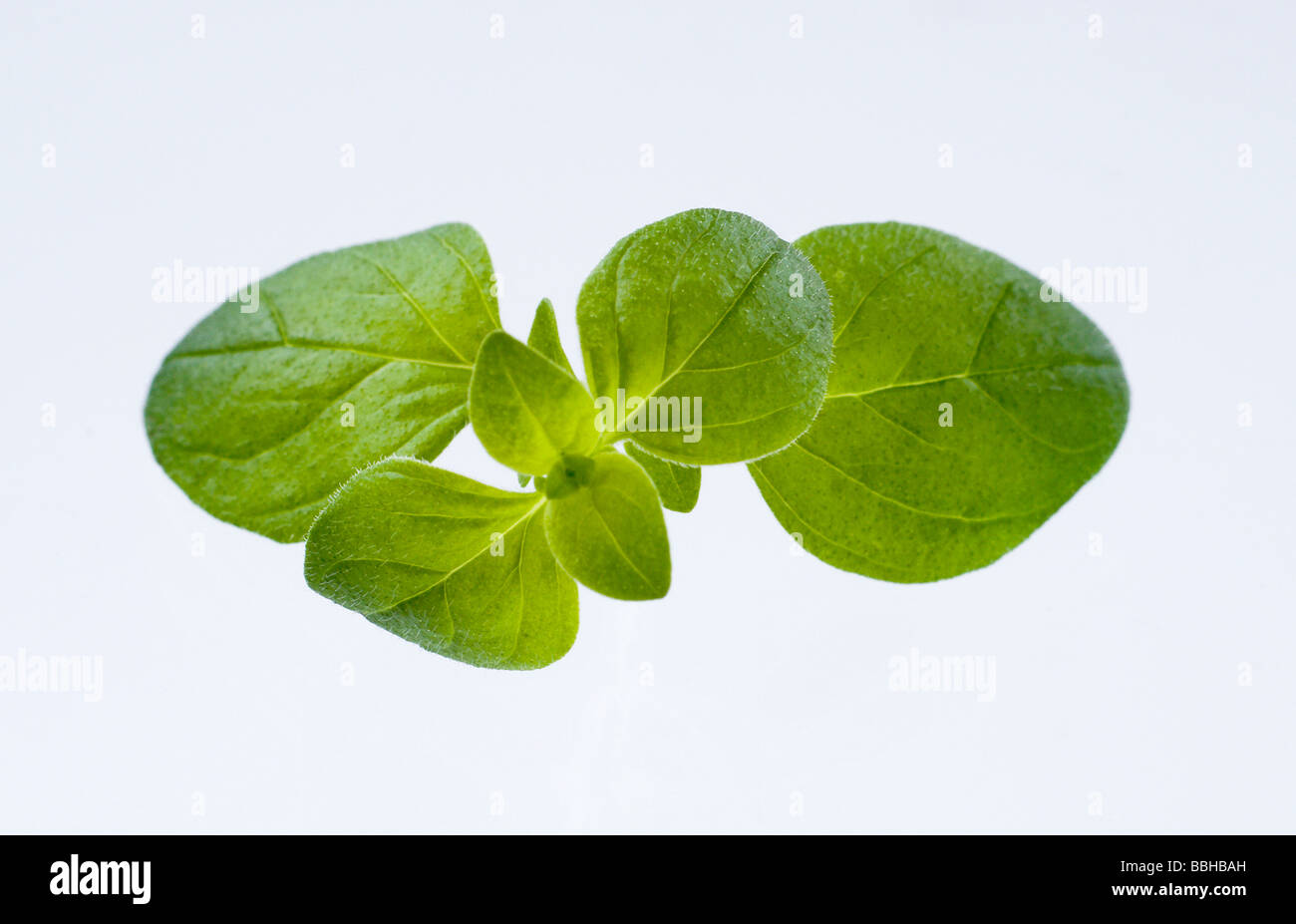 Young basil leaves hi-res stock photography and images - Alamy