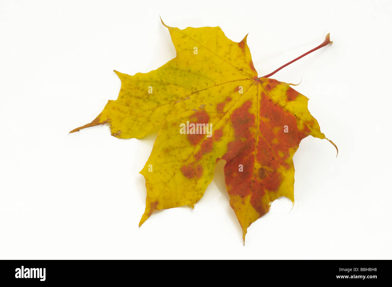 Norway Maple (Acer platanoides), autumn leaf, studio picture Stock ...