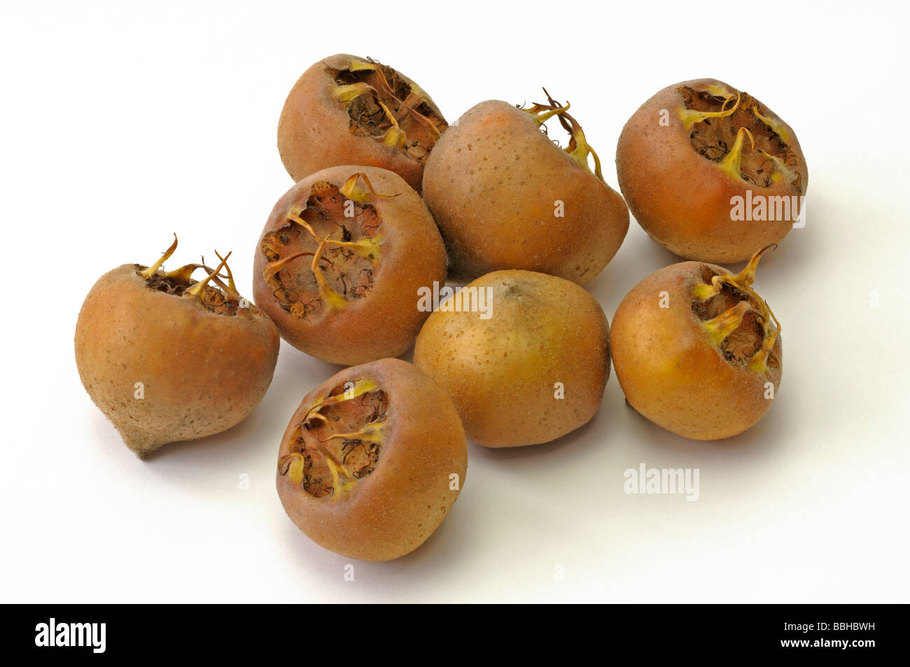 Mespilus plant hi-res stock photography and images - Alamy