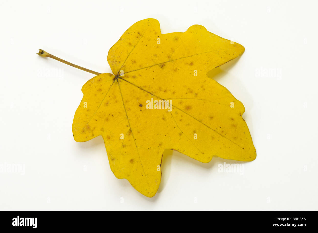 Field maple leaf hi-res stock photography and images - Alamy