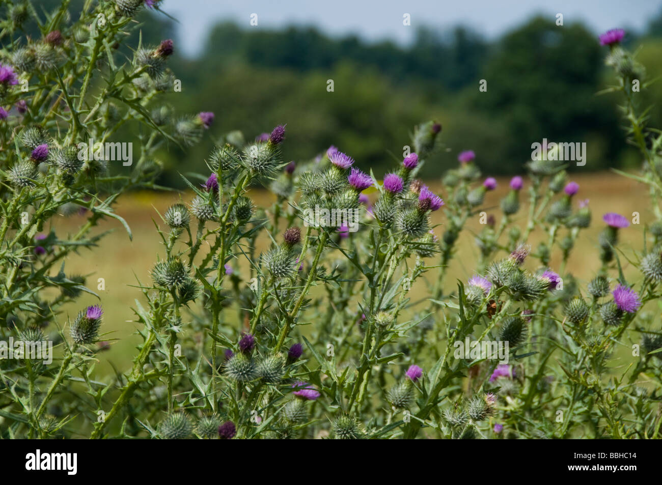 Thistles in flower with field and trees in out of focus background ...