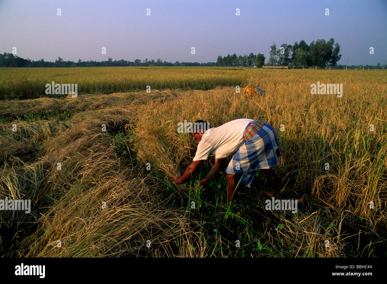 Rice farming rice farm hi-res stock photography and images - Alamy