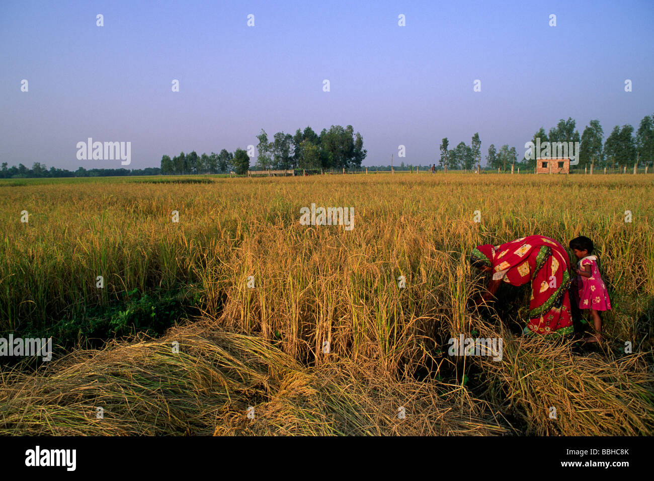 India, West Bengal, Sunderbans, rice harvest Stock Photo - Alamy