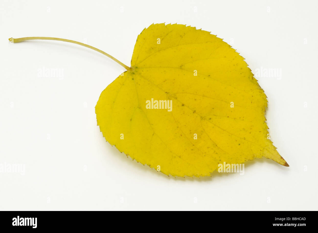 Tilia sp hi-res stock photography and images - Alamy
