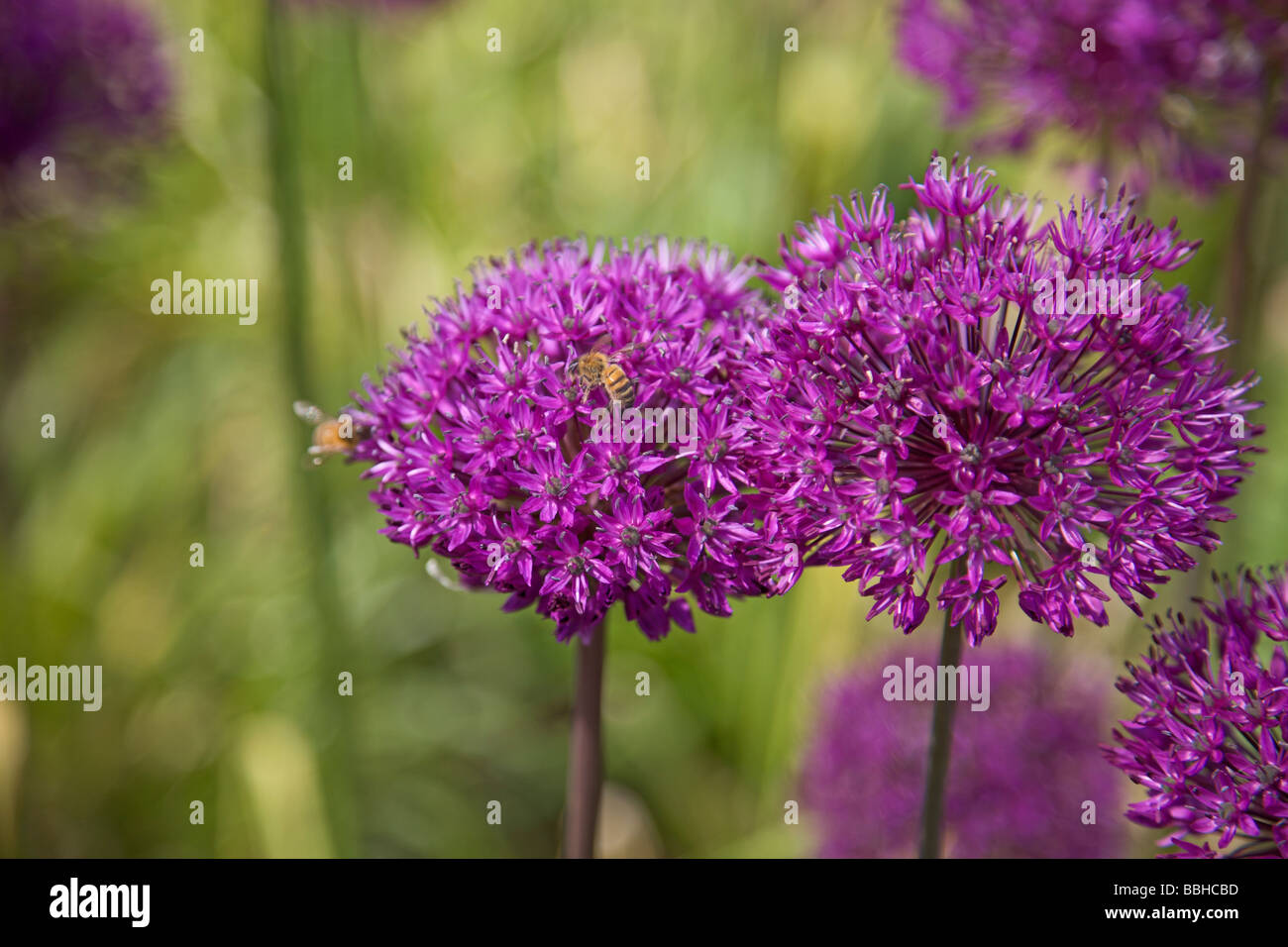 Alliums purple garden hi-res stock photography and images - Alamy