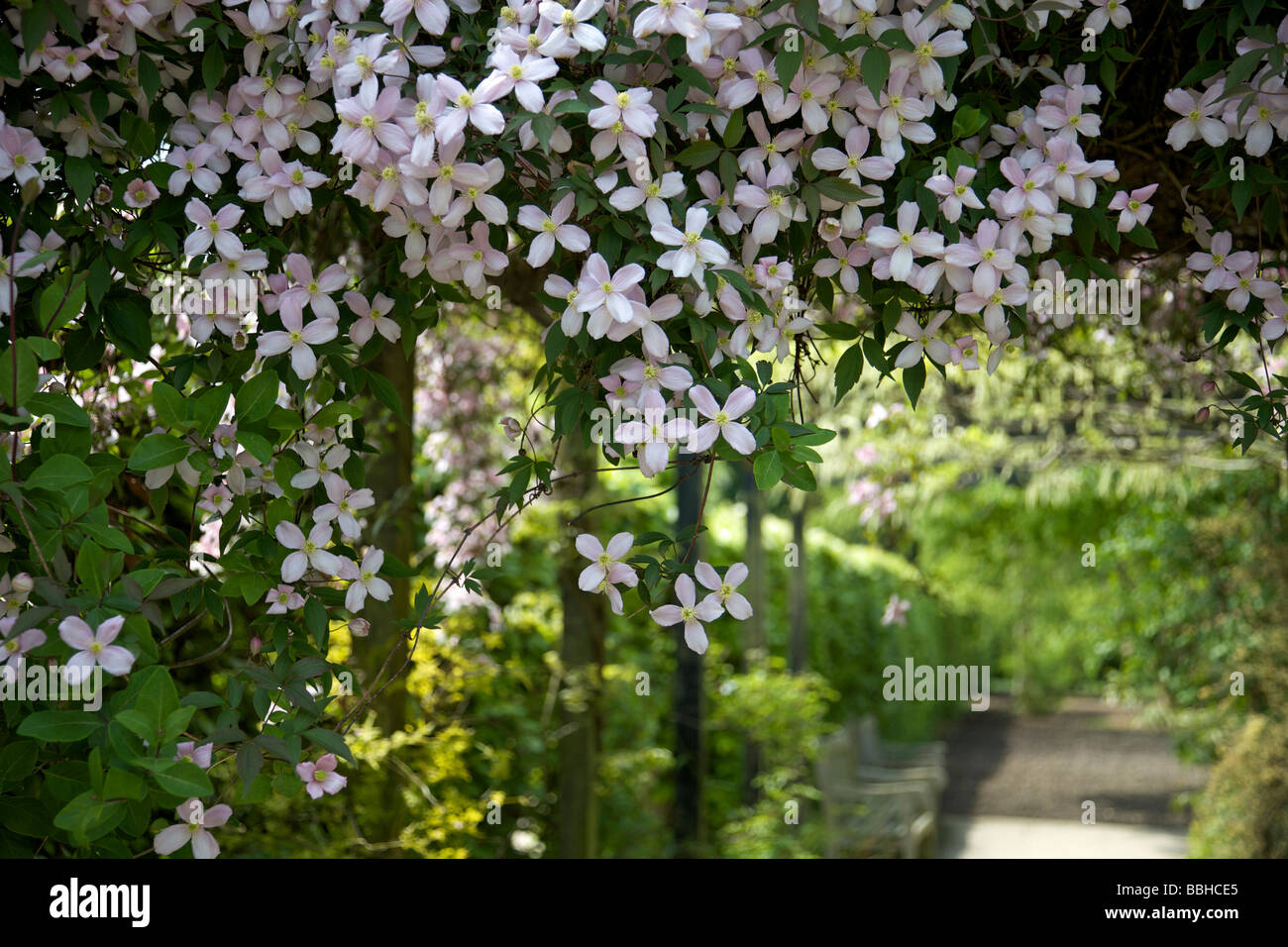 Mass of pale pink Clematis Stock Photo - Alamy