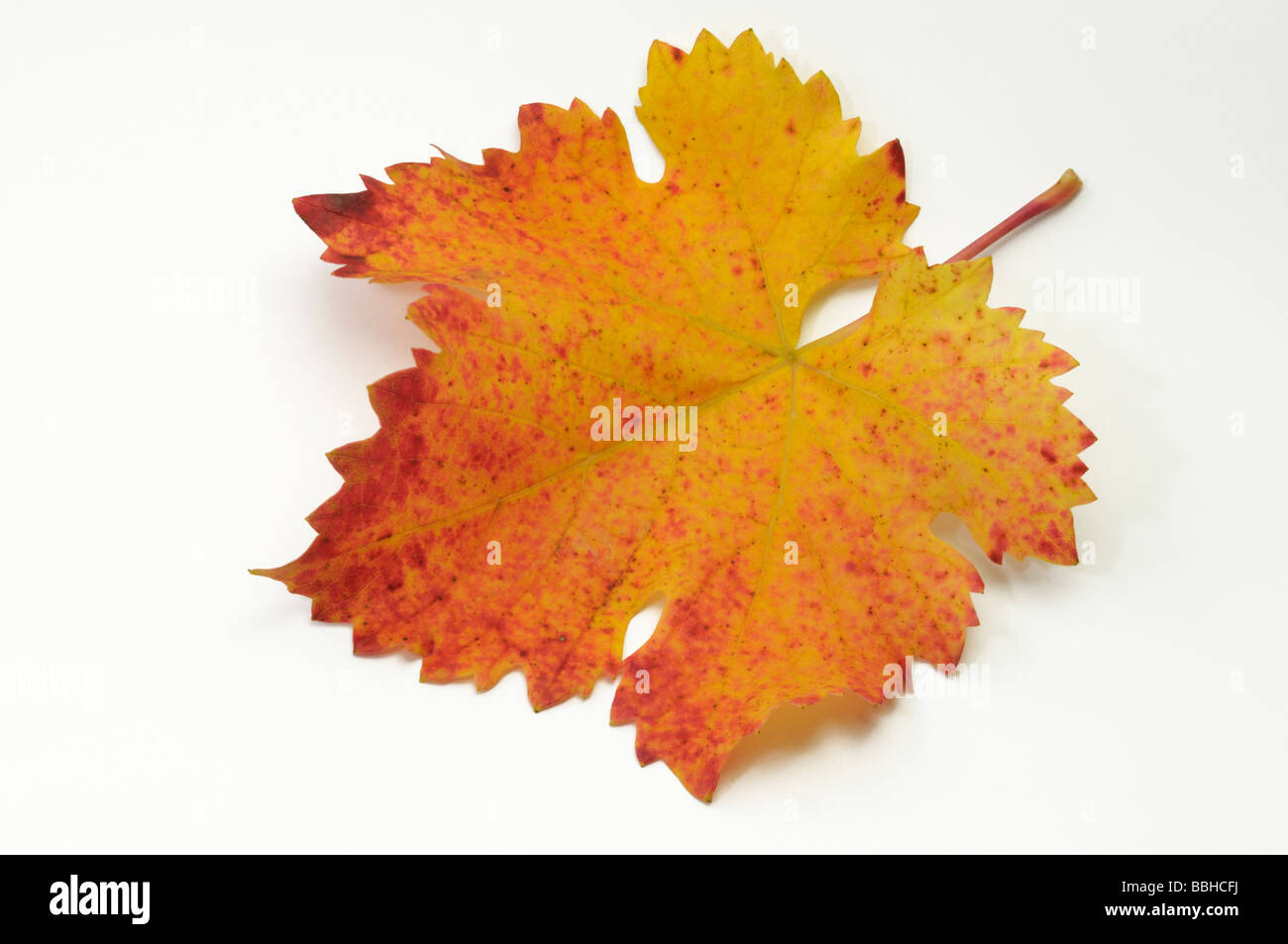 Grape Vine (Vitis vinifera), leaf in autumn colors, studio picture ...
