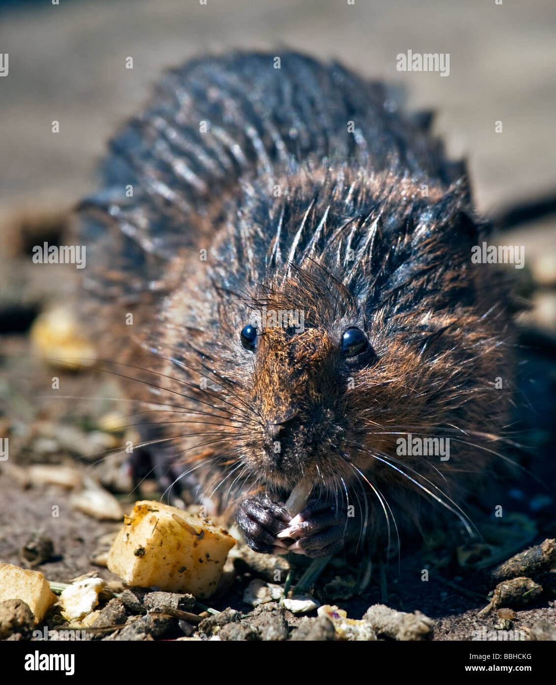 Water voles uk hi-res stock photography and images - Alamy