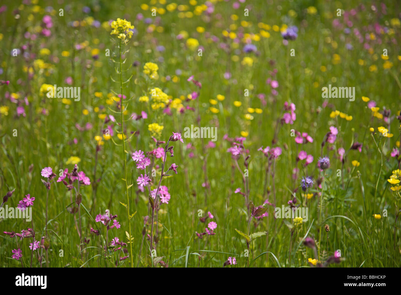Colourful spring flowers in hi-res stock photography and images - Alamy