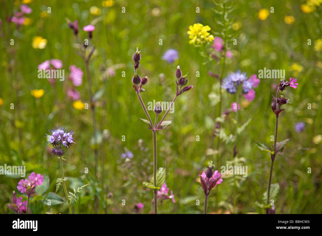 Colourful wild flowers hi-res stock photography and images - Alamy