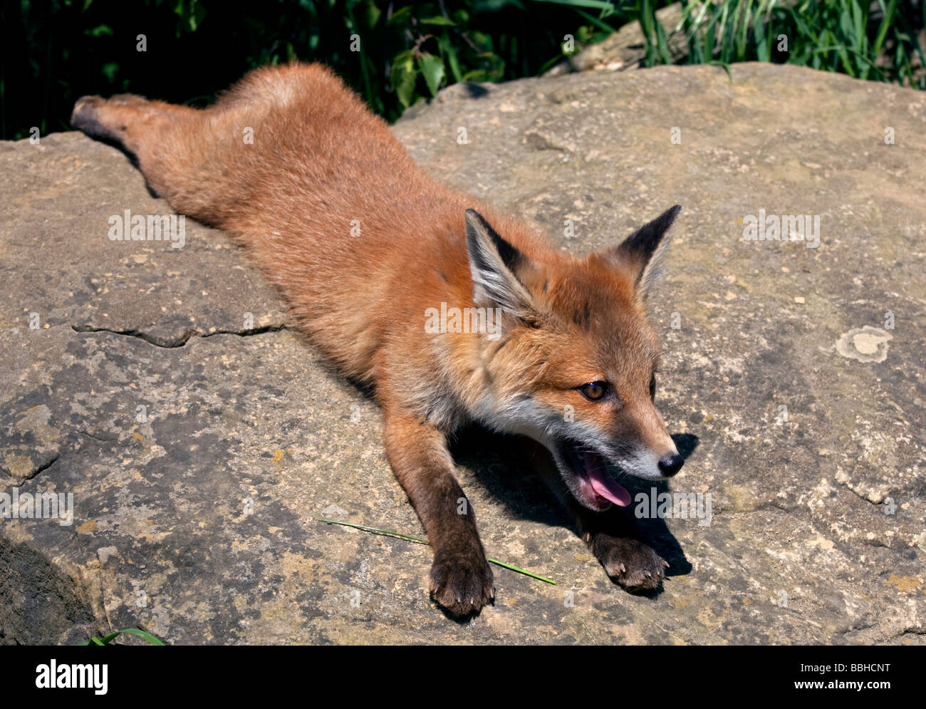Juvenile European Red Fox (vulpes vulpes Stock Photo - Alamy