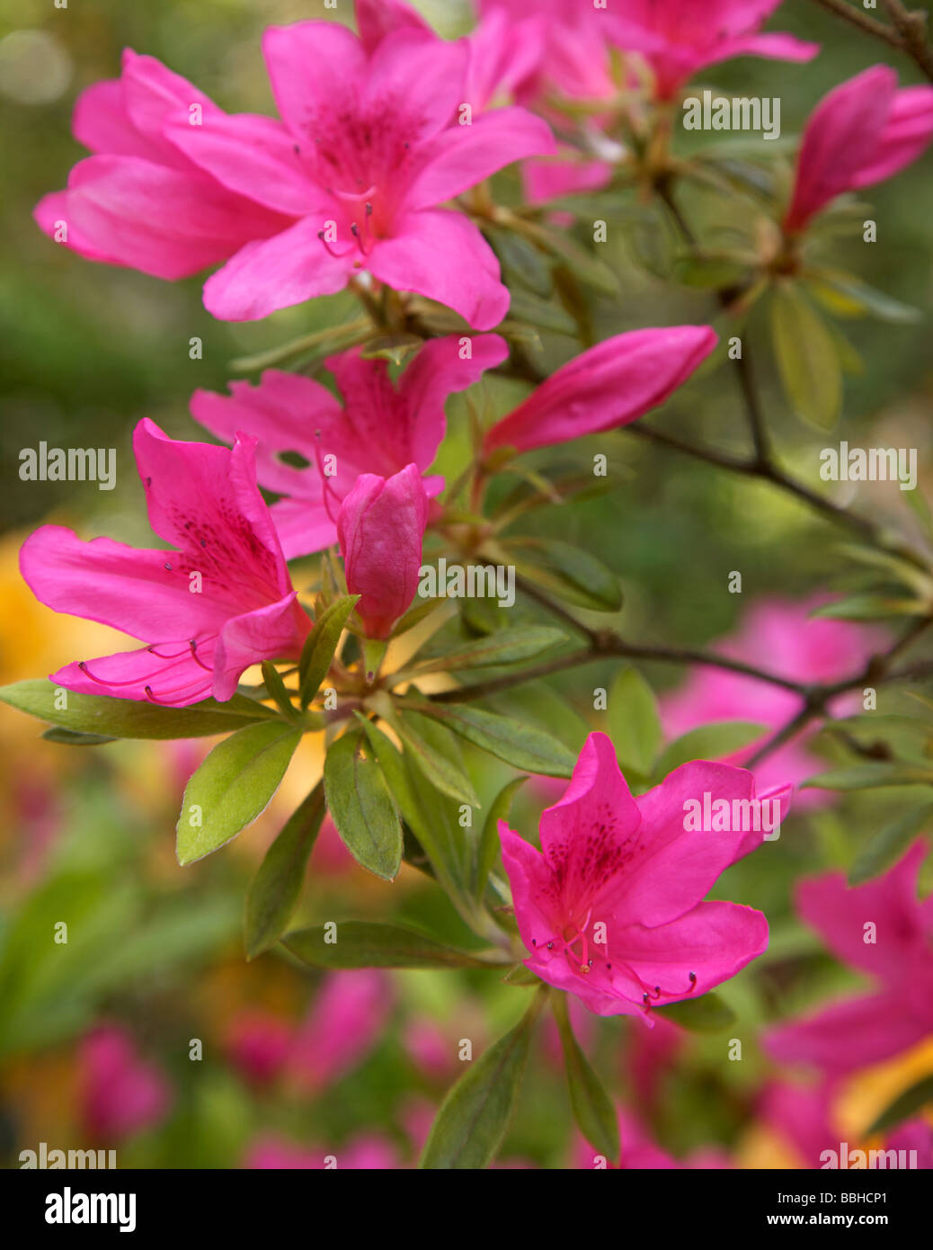 Pink rhododendron hi-res stock photography and images - Alamy