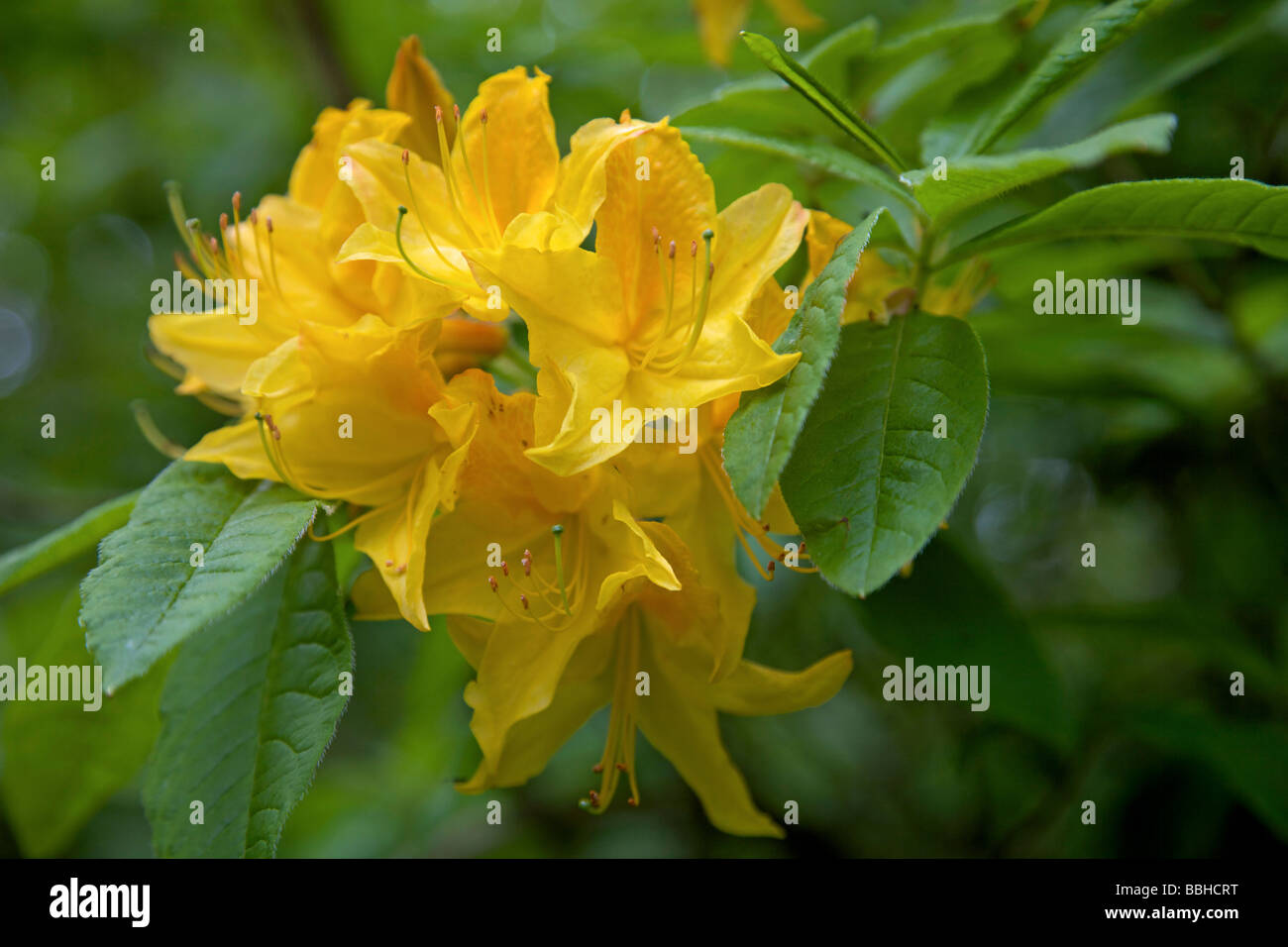 Flowering rhododendron yellow flowers hi-res stock photography and ...