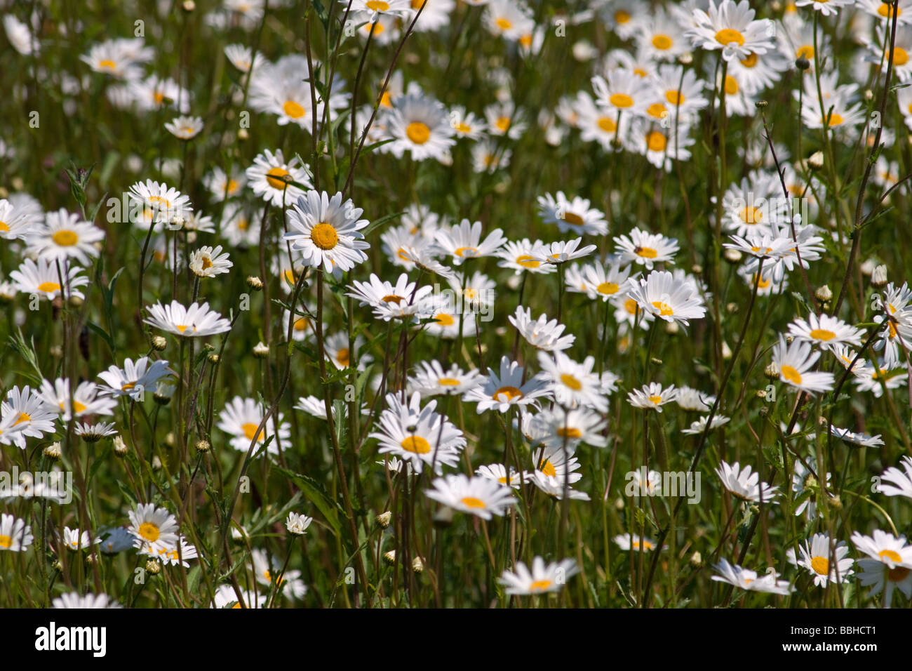 English Chamomile Flowers (anthemis nobilis Stock Photo - Alamy