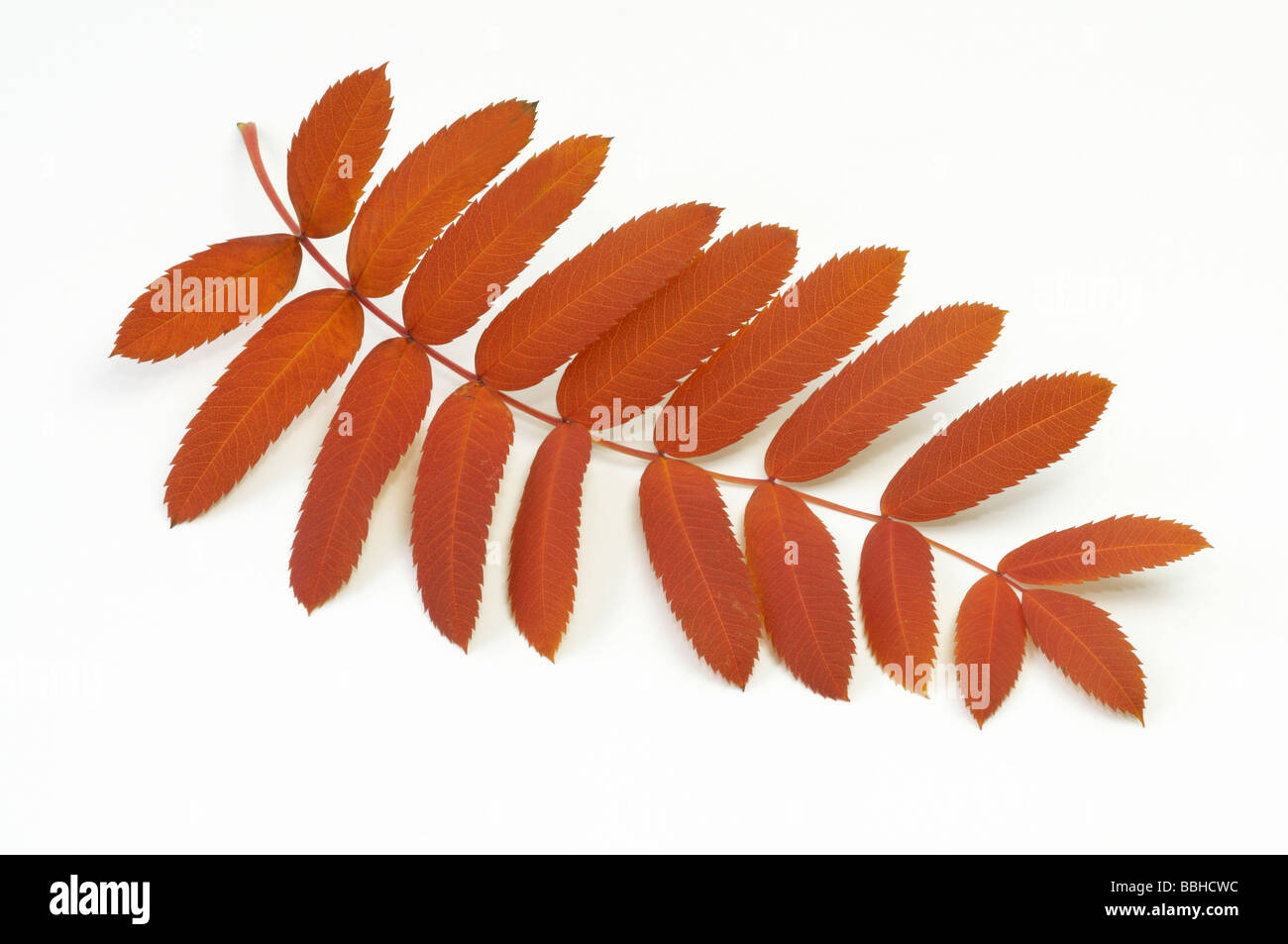 Sorbus domestica hi-res stock photography and images - Alamy