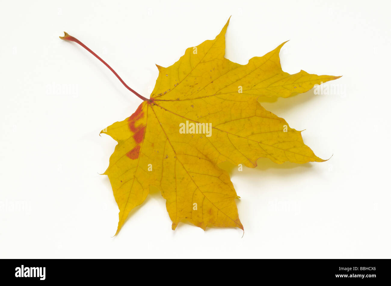 Acer tree cut out hi-res stock photography and images - Alamy
