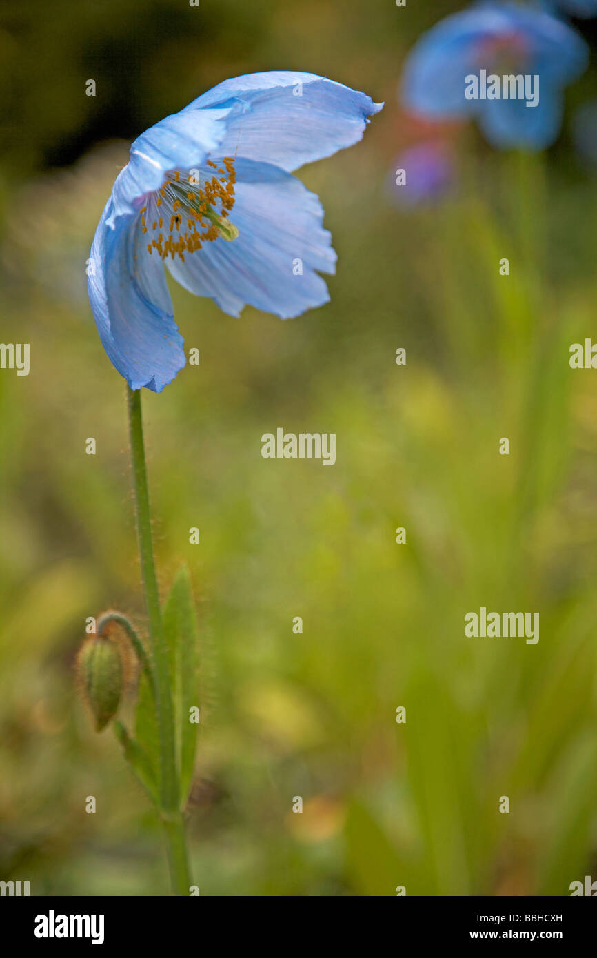 Meconopsis Himalayan blue poppy Stock Photo - Alamy