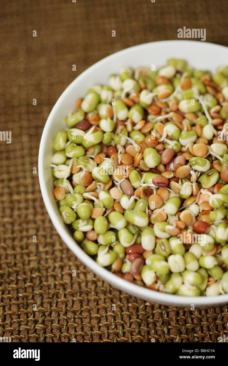 Lentil and Bean Shoots Stock Photo - Alamy