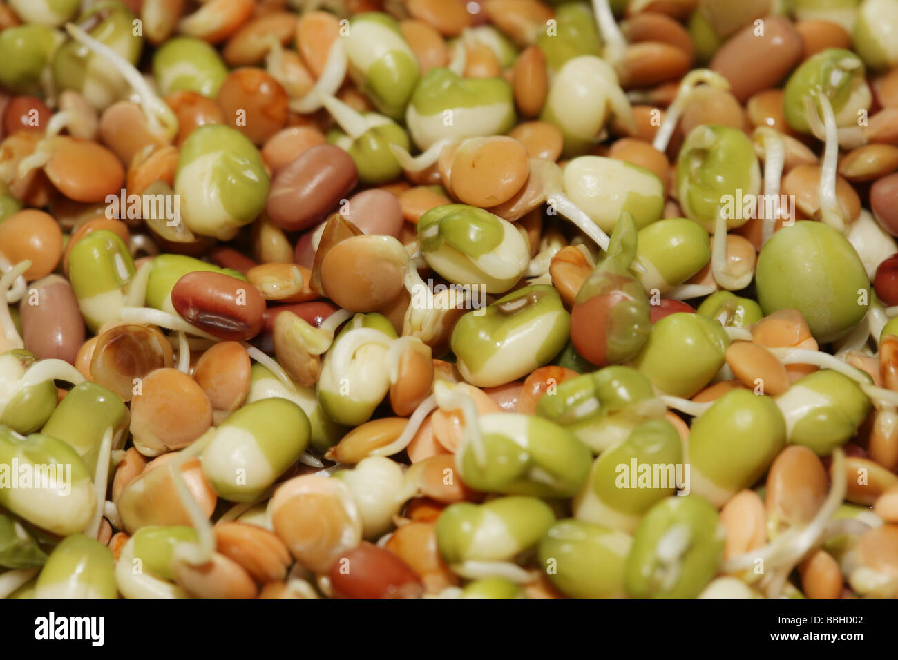Bean shoots hi-res stock photography and images - Alamy