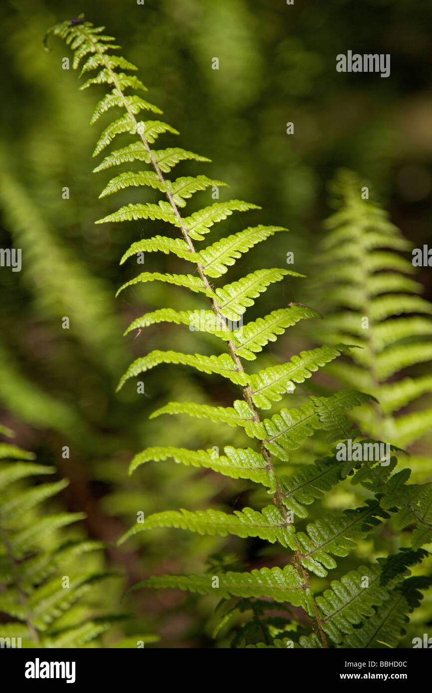 Garden Fern High Resolution Stock Photography and Images - Alamy