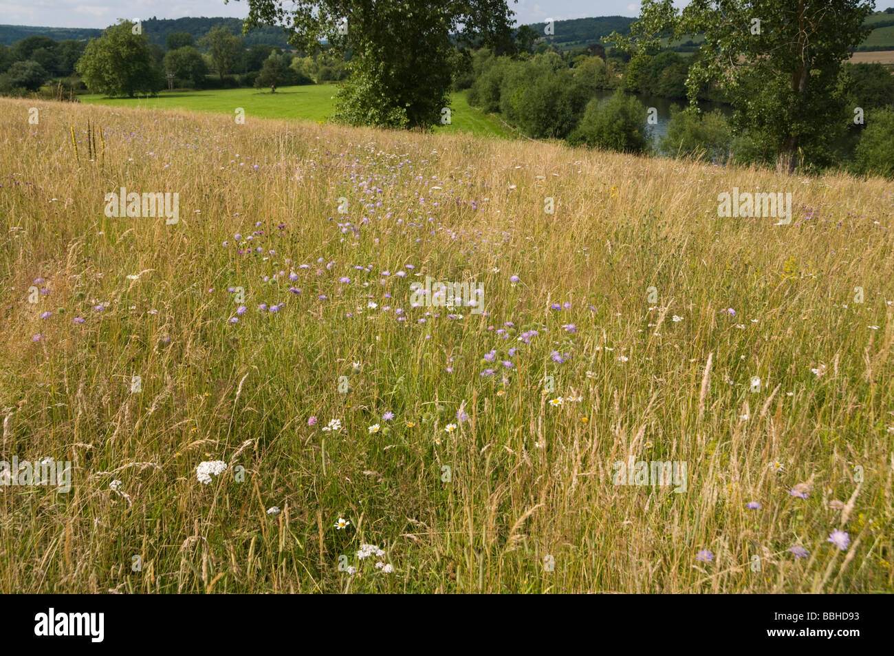 River Thames and English countryside seen from the Thames Path near ...