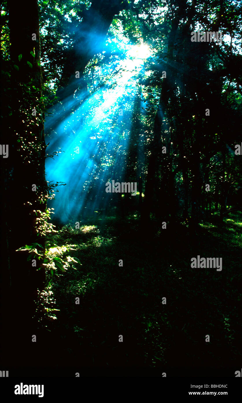 Ngome forest hi-res stock photography and images - Alamy