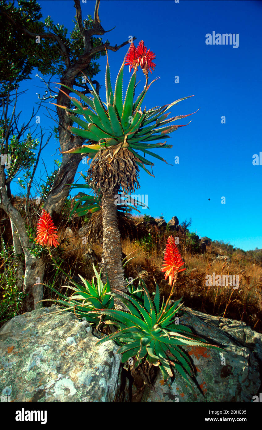 vegetation flowers flora botany gardens plants Stock Photo - Alamy