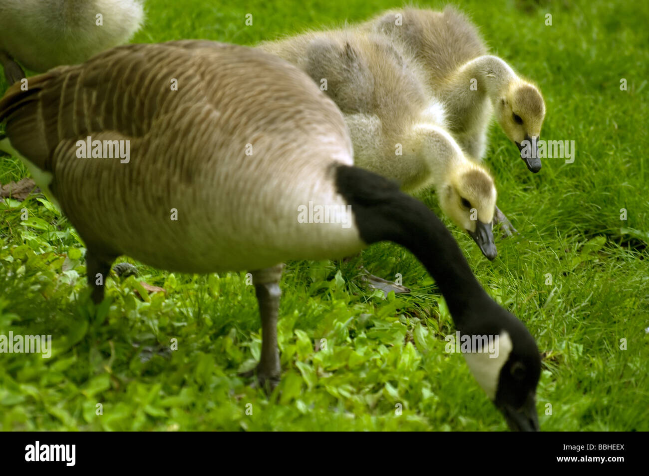 Two canadian geese goslings on a lawn grazing by their mother Stock ...