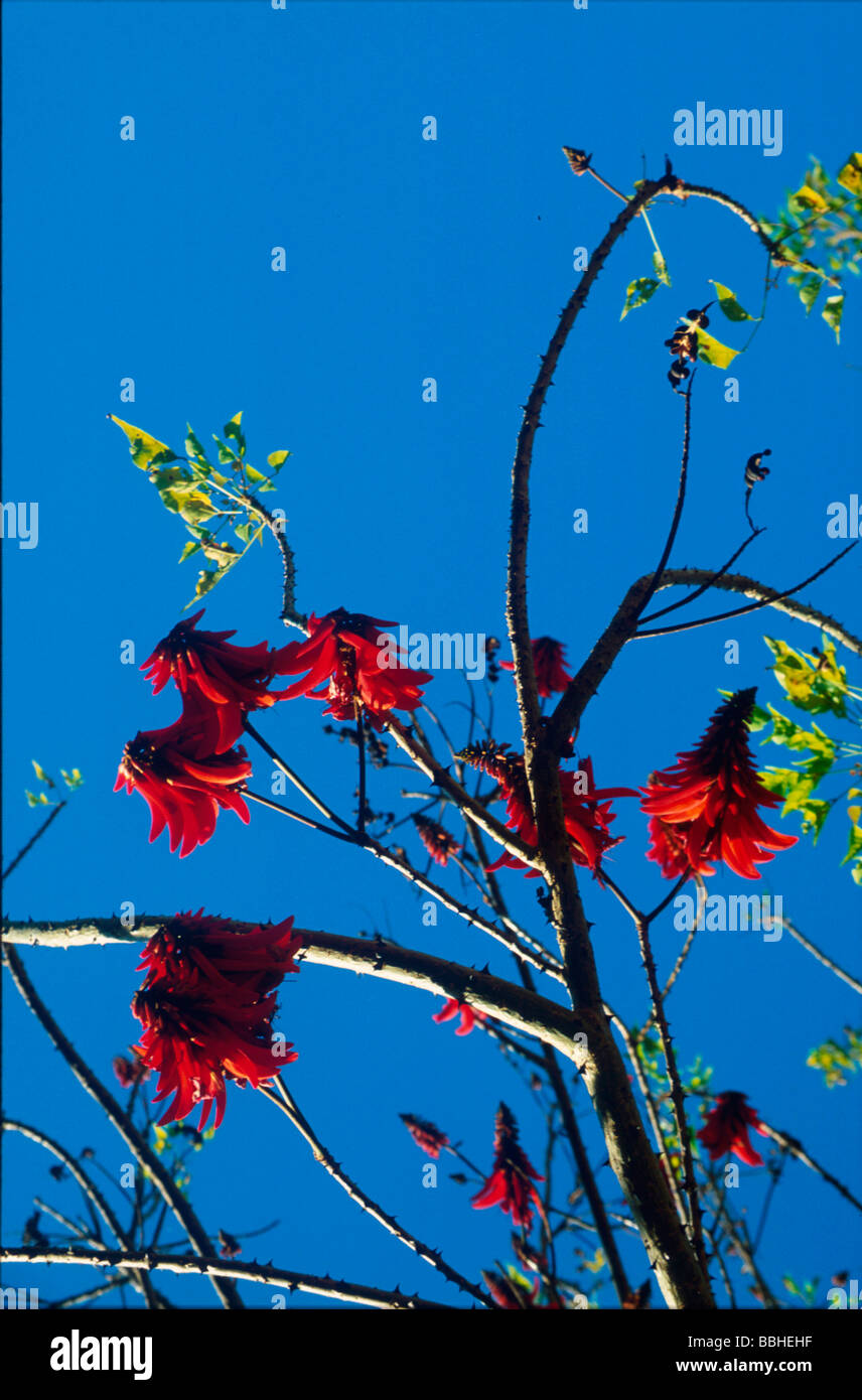 Blyde River Mpumalanga South Africa n6 2000 nvegetation flowers flora ...