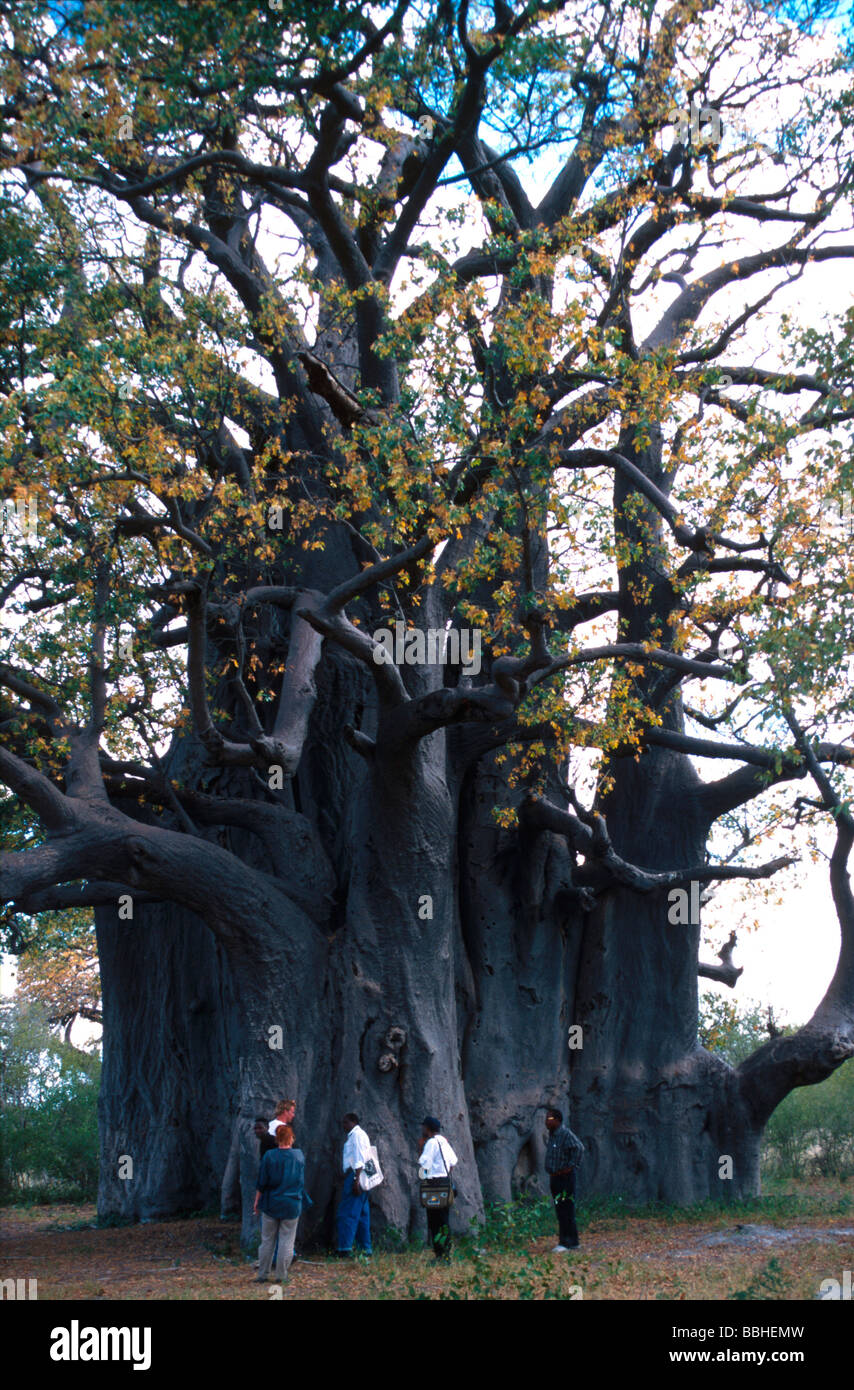 Nyae nyae hi-res stock photography and images - Alamy