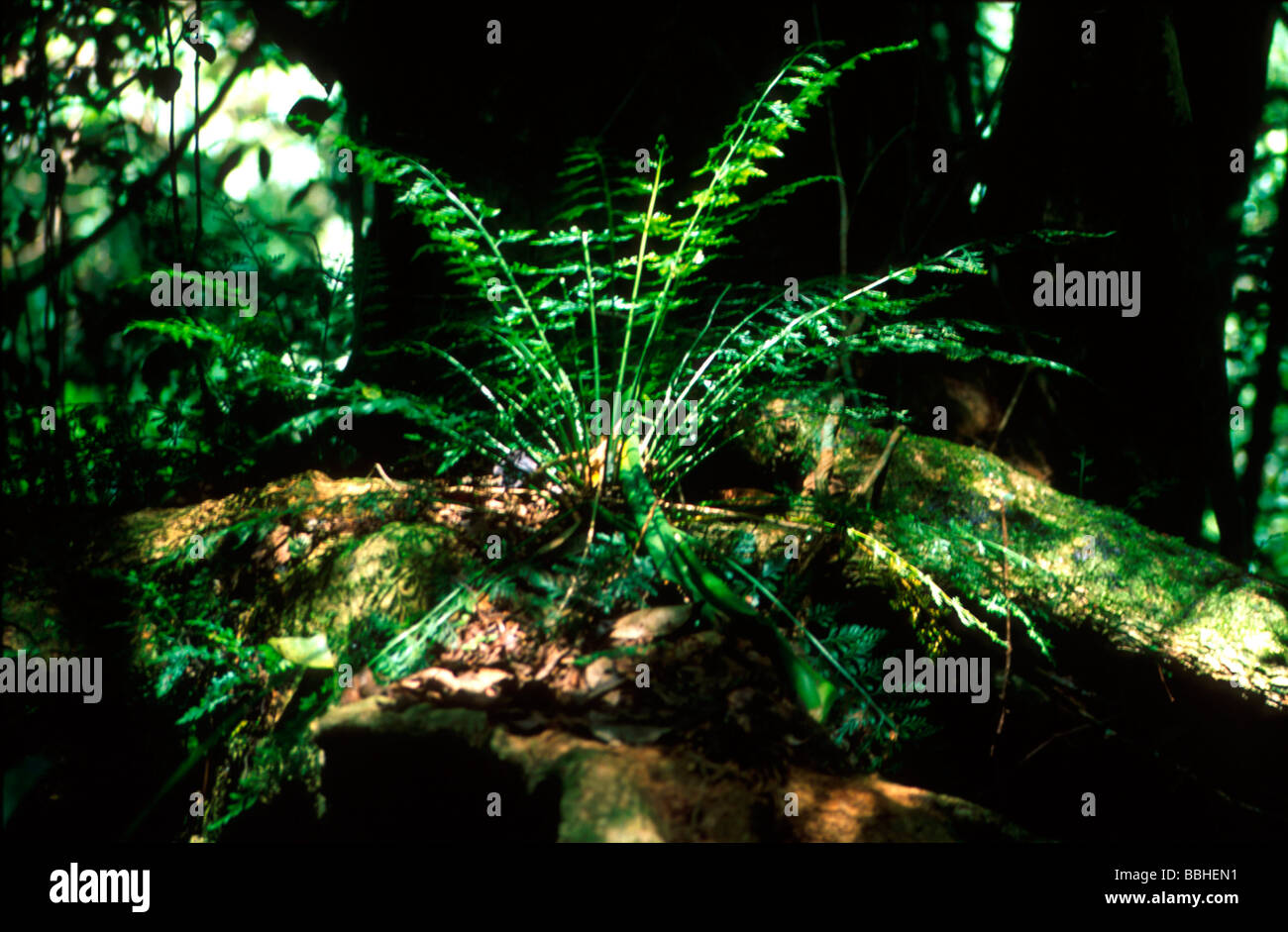 Ulundi kwazulu natal south africa hi-res stock photography and images ...