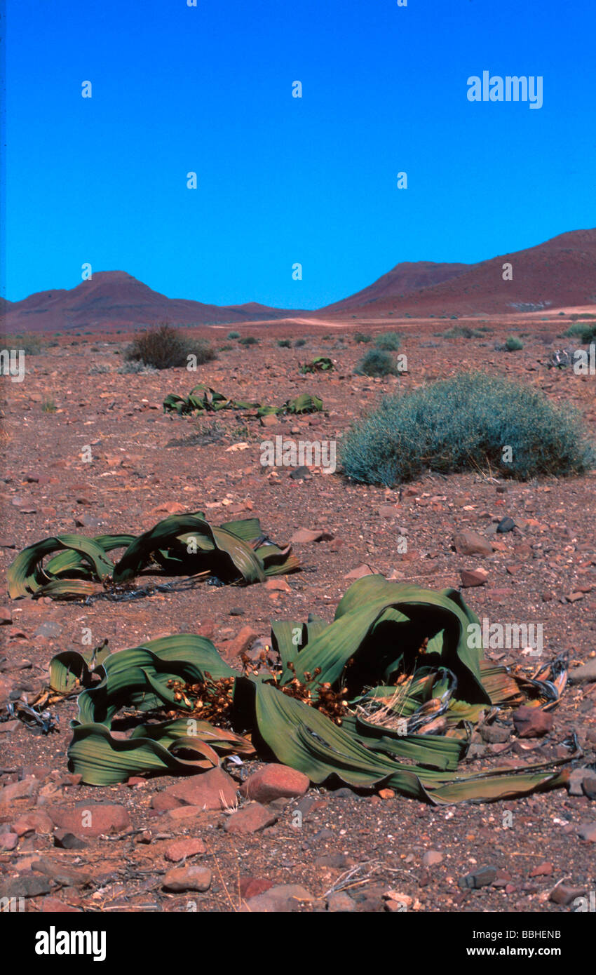 Welwichia mirabilis in Damaraland Namibia These are among the longest ...