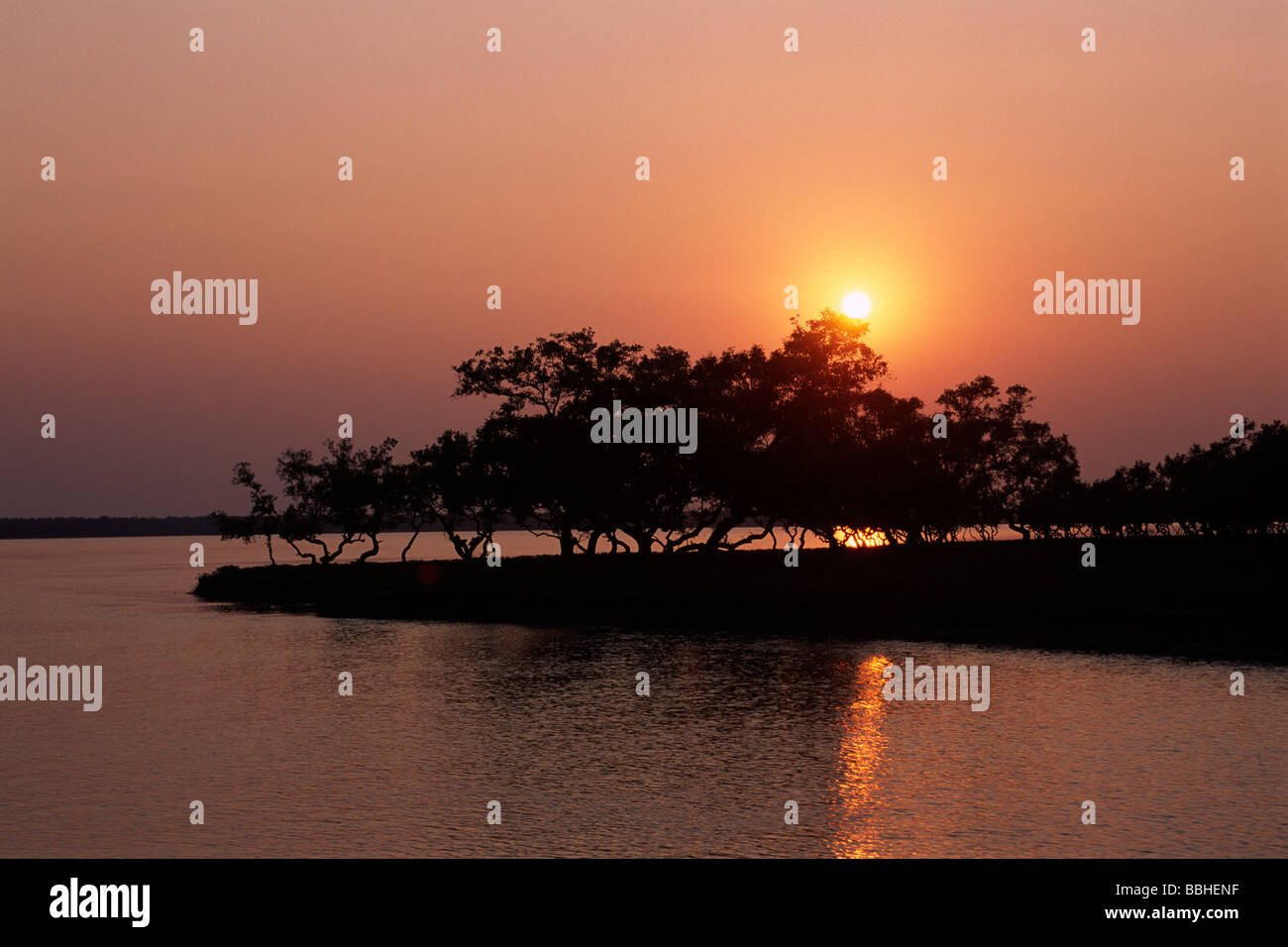 India mangrove forest hi-res stock photography and images - Alamy