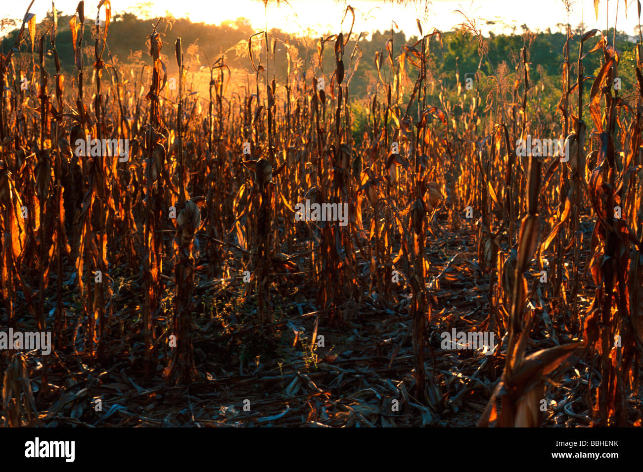 maize crop on Agriway Farm Bindura Zimbabwe A church based community ...
