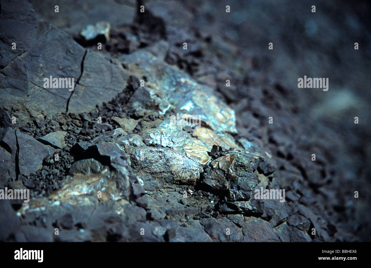 dinosaur fossil embedded in red shale St Fort Clarens Freestate South ...