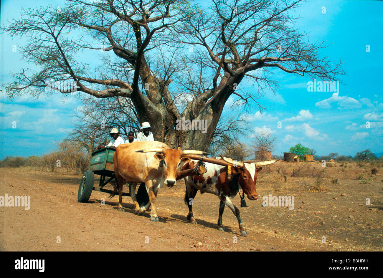 Ox carts are a widely used form of transport throughout Africa Before ...