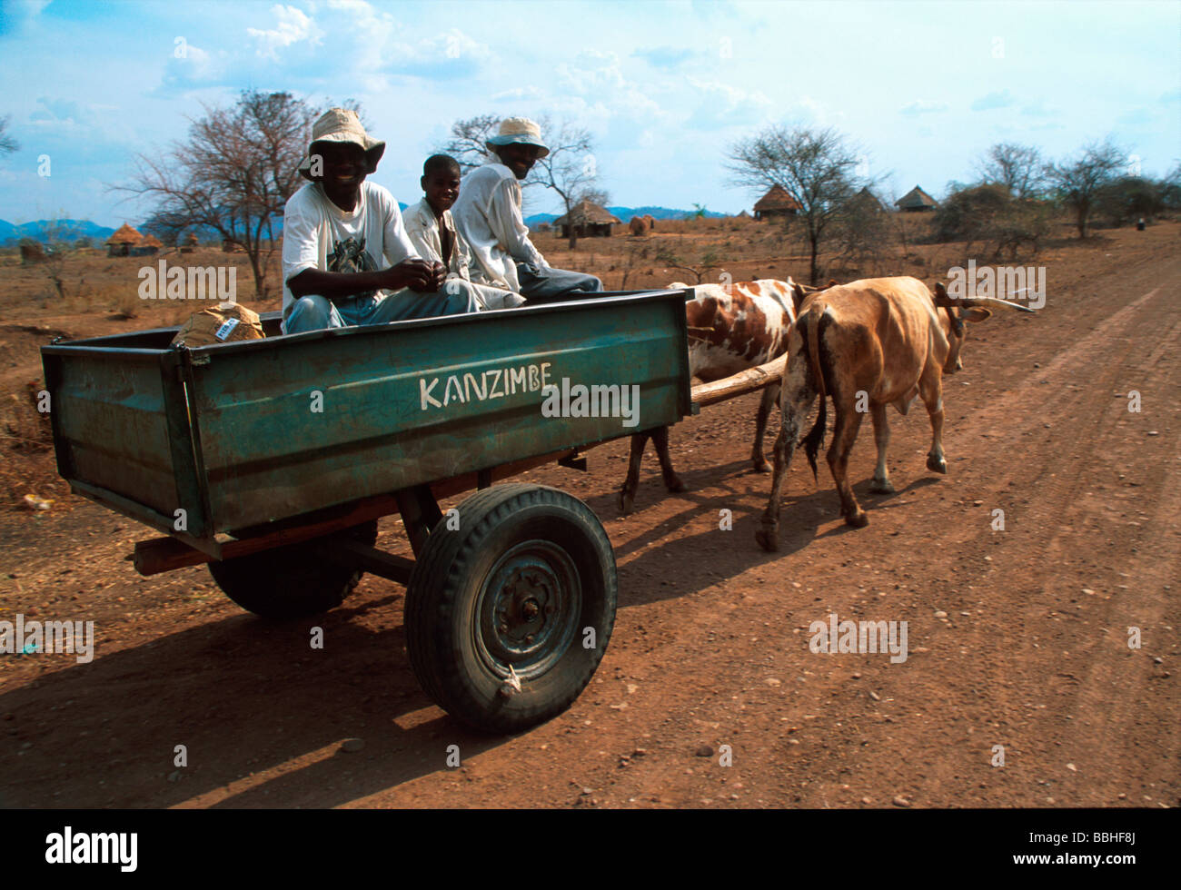 Ox carts are a widely used form of transport throughout Africa Before ...