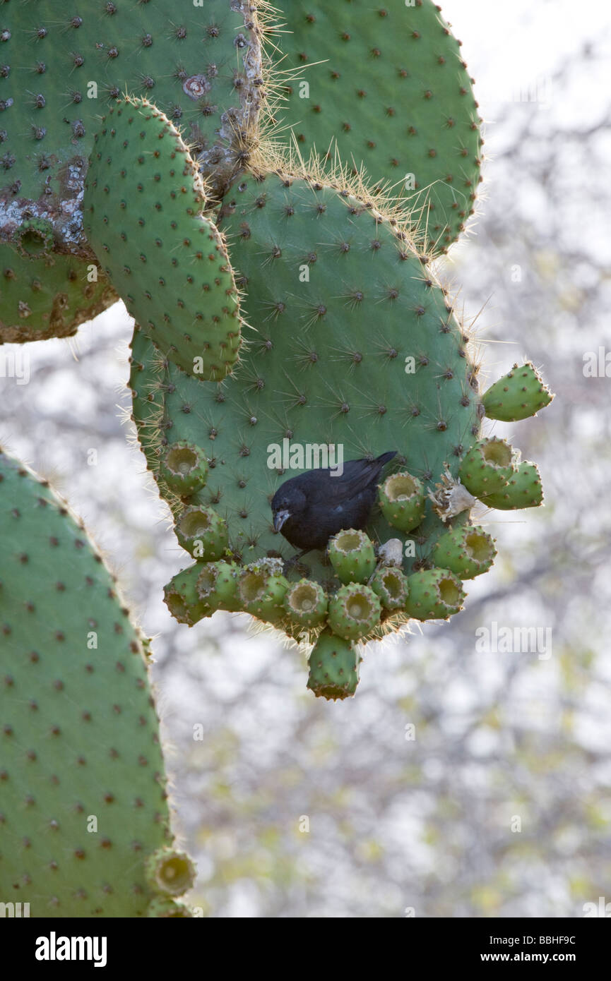 Geospiza scandens opuntia finches hi-res stock photography and images ...