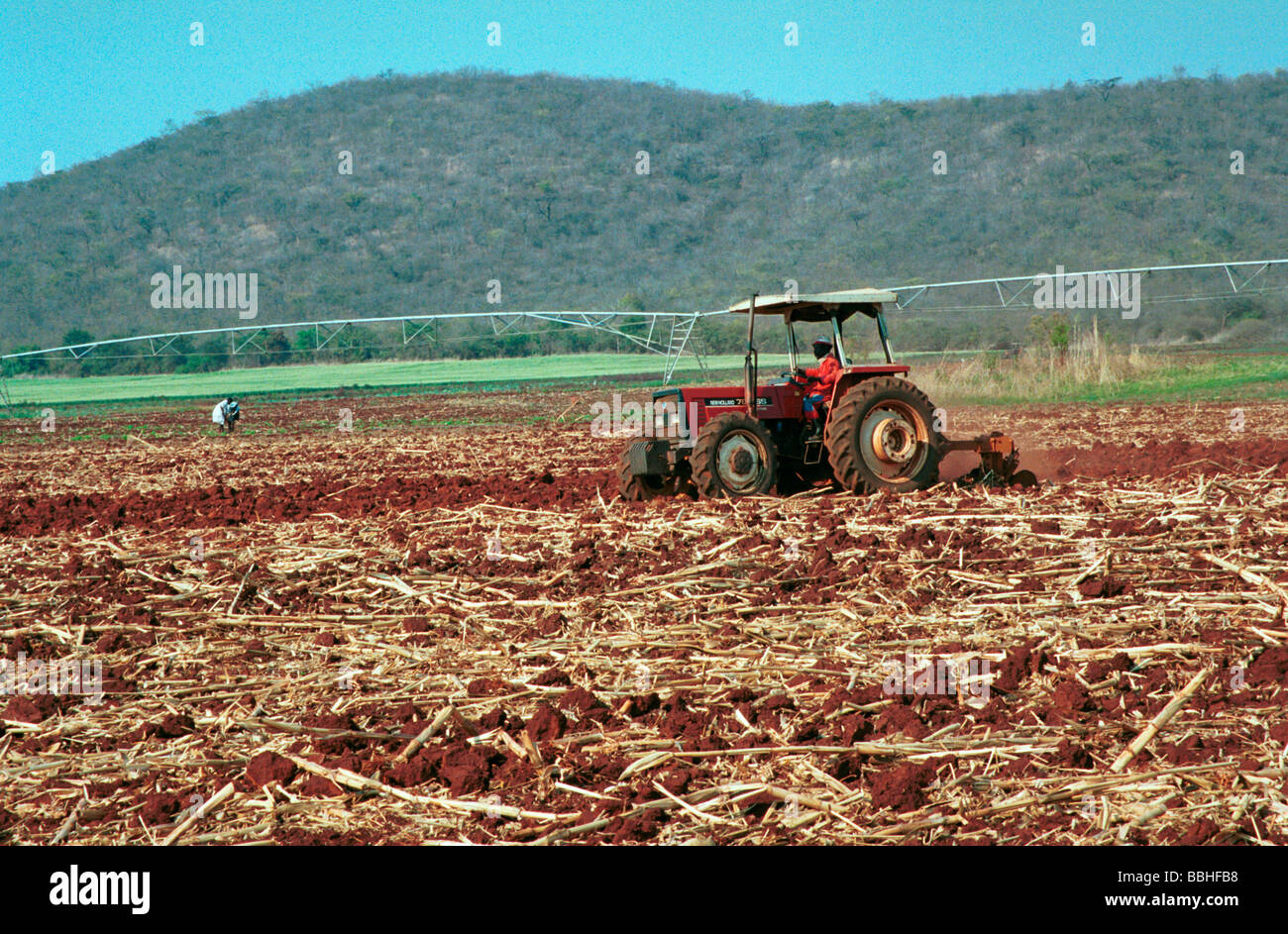 On a few farms redistributed by ZimbabweÕs ruling party as part of its ...