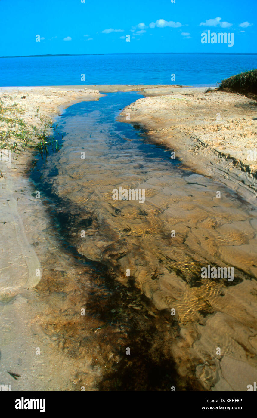 a stream entering Lake St Lucia Tewate Wilderness Area Greater St Lucia ...