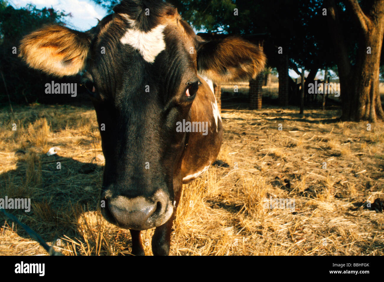 Dairy cow Westgate Harare Zimbabwe Stock Photo - Alamy