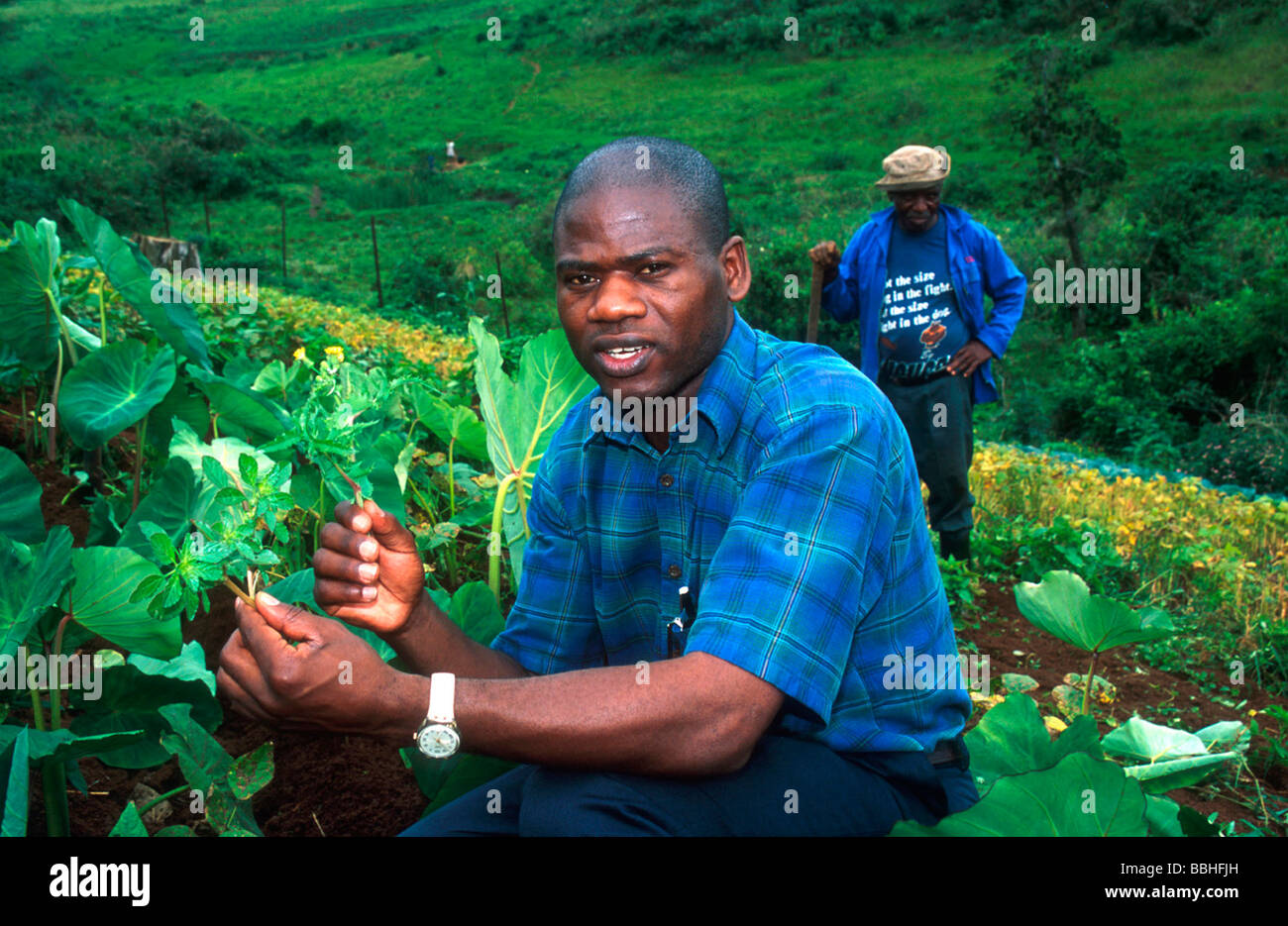 Imbuya hi-res stock photography and images - Alamy