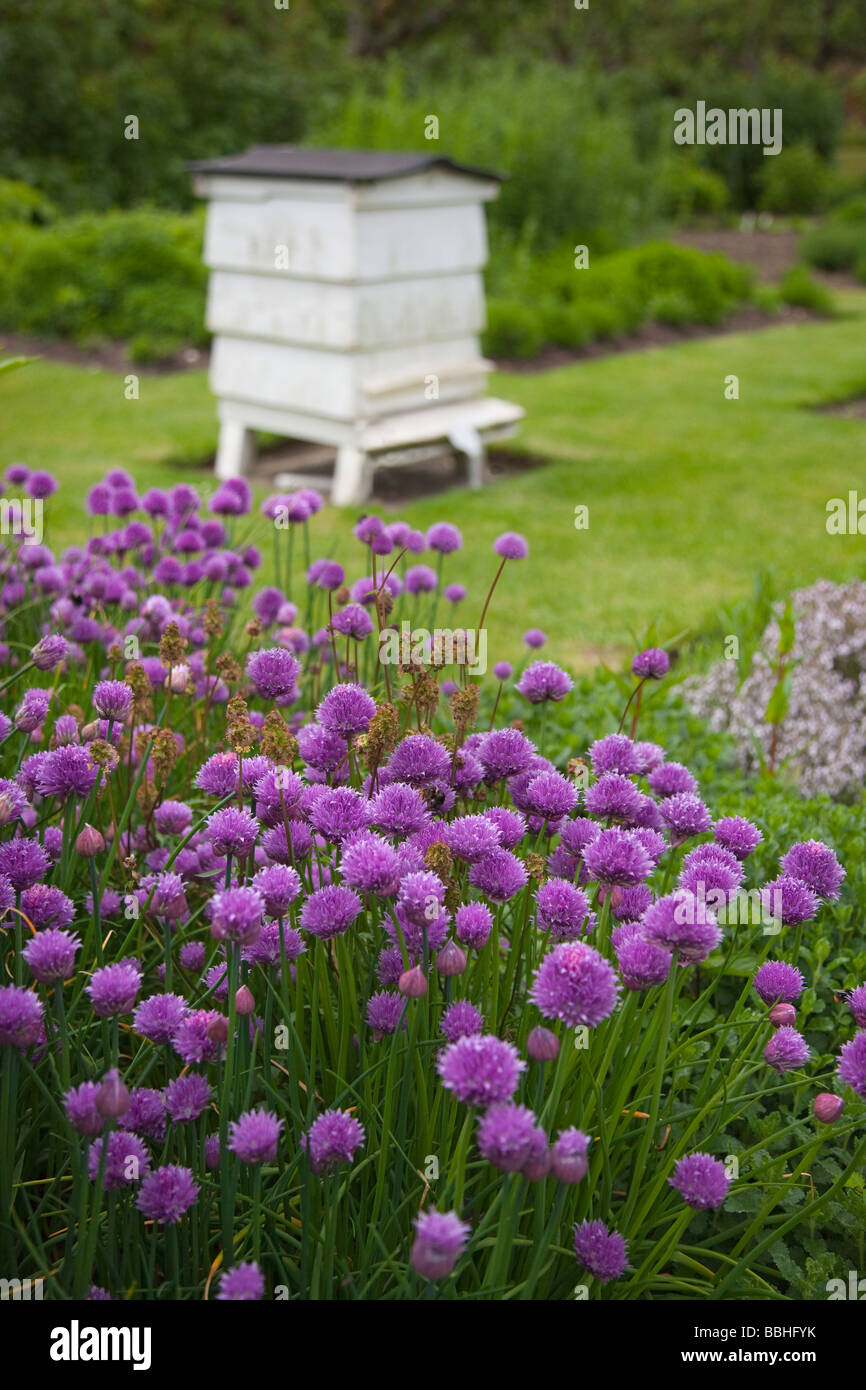 Traditional beehive in herb garden Norfolk Stock Photo - Alamy