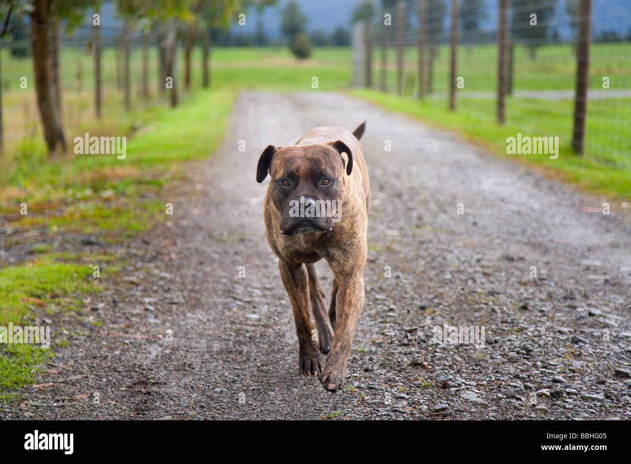 Bull Mastiff Dog walking headon Stock Photo - Alamy
