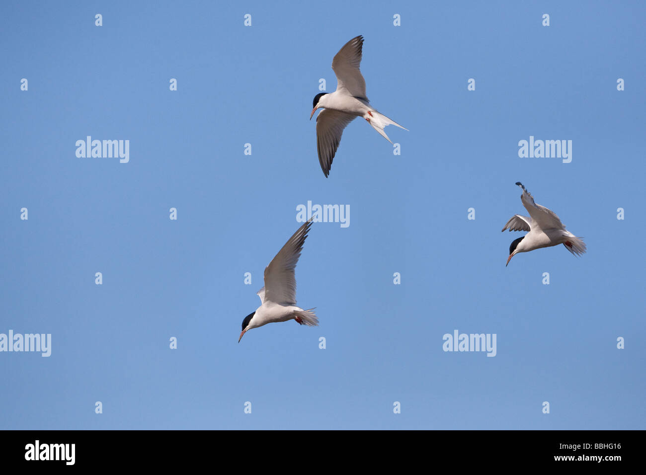 Common Terns Sterna hirondo diving for small fish near their breeding ...