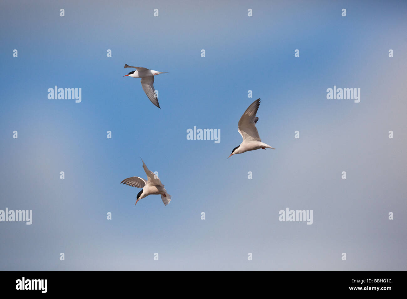 Common Terns Sterna hirondo diving for small fish near their breeding ...
