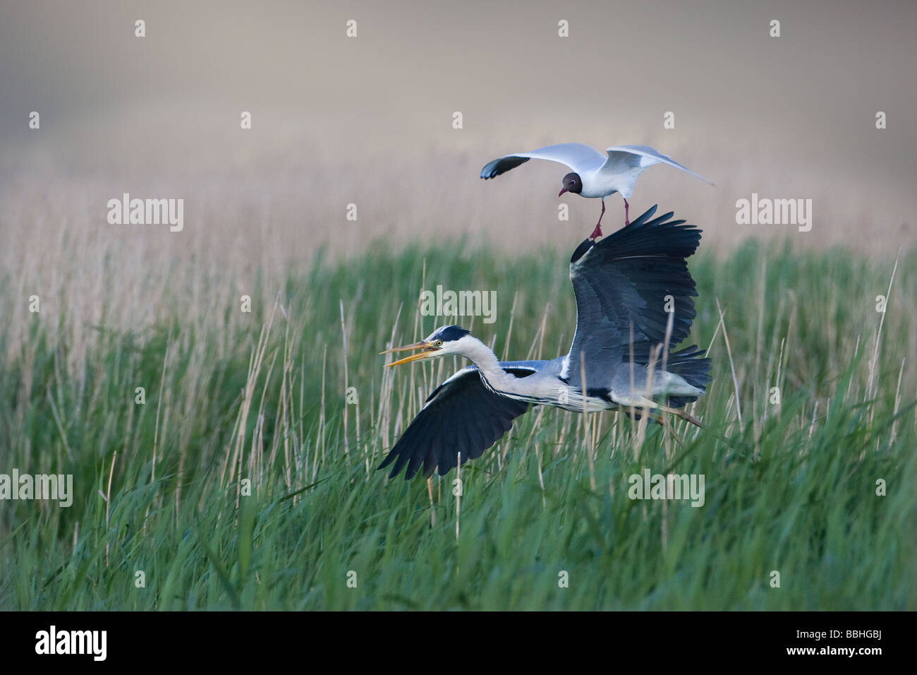 Grey Heron Ardea cinerea being attacked by a Black headed gull Stock ...